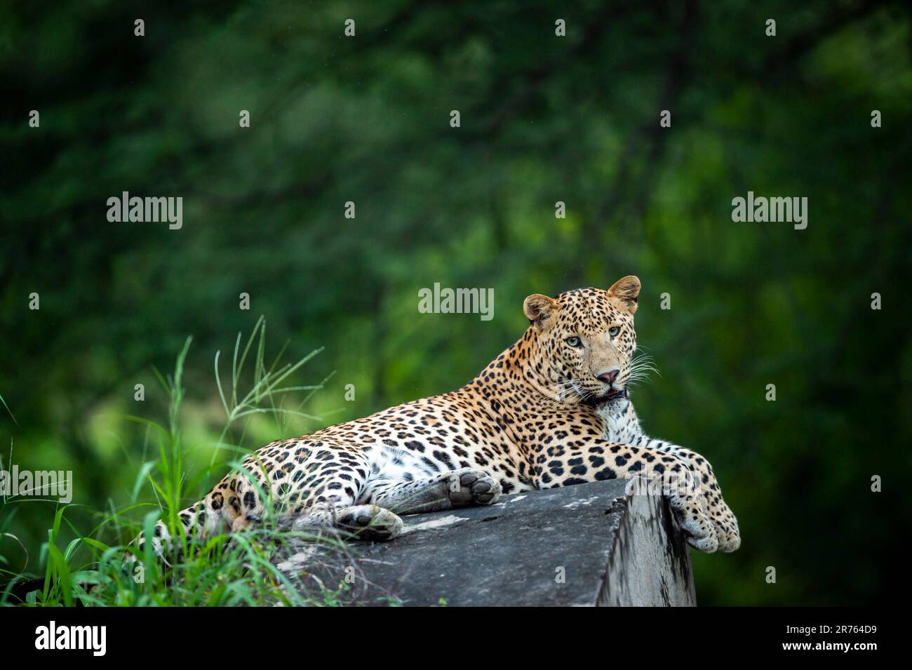 wild male leopard or panther or panthera pardus on anicut cement wall ...