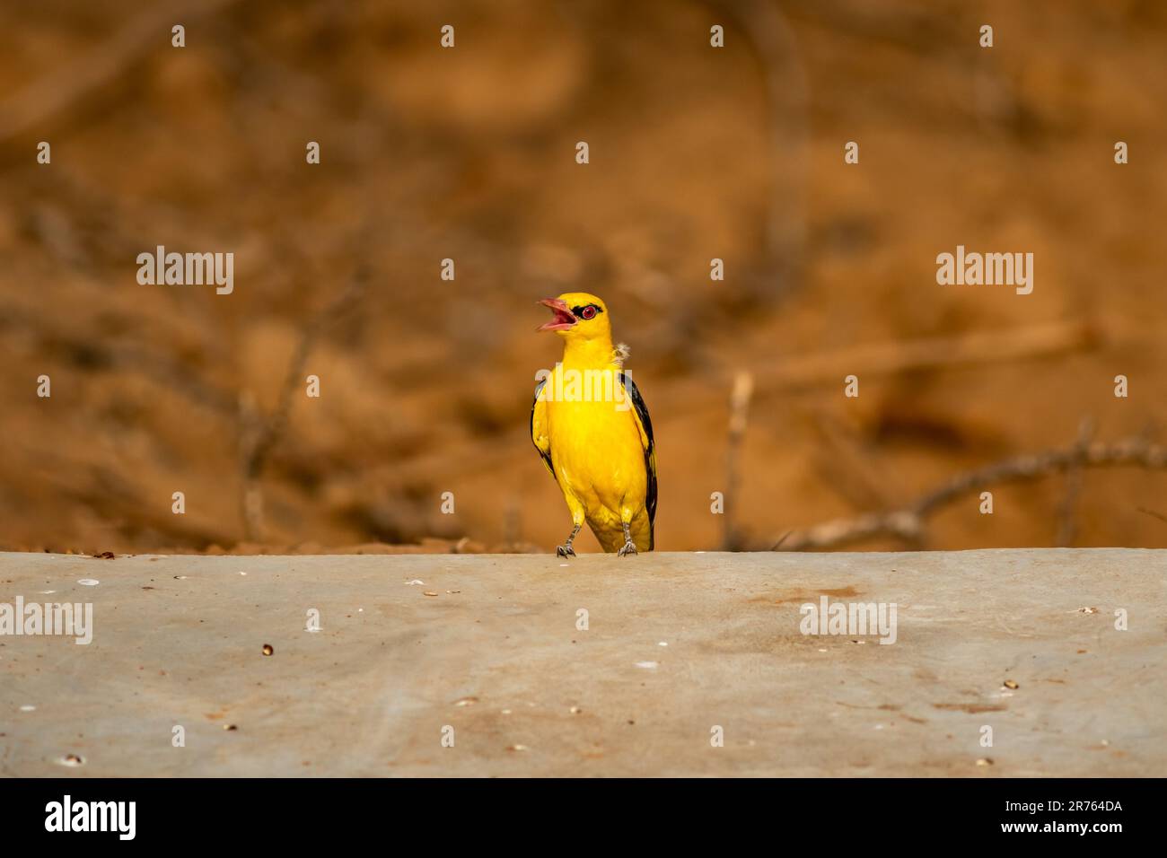 Indian golden oriole or Oriolus kundoo beautiful yellow color bird in ...