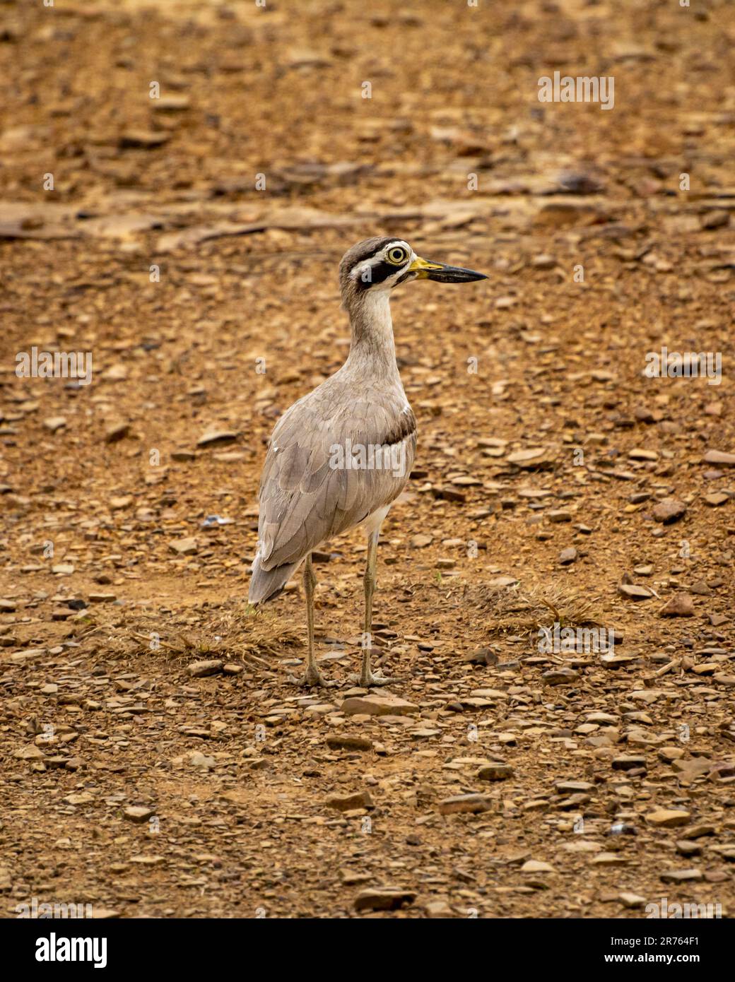 Indicus subspecies hi-res stock photography and images - Alamy