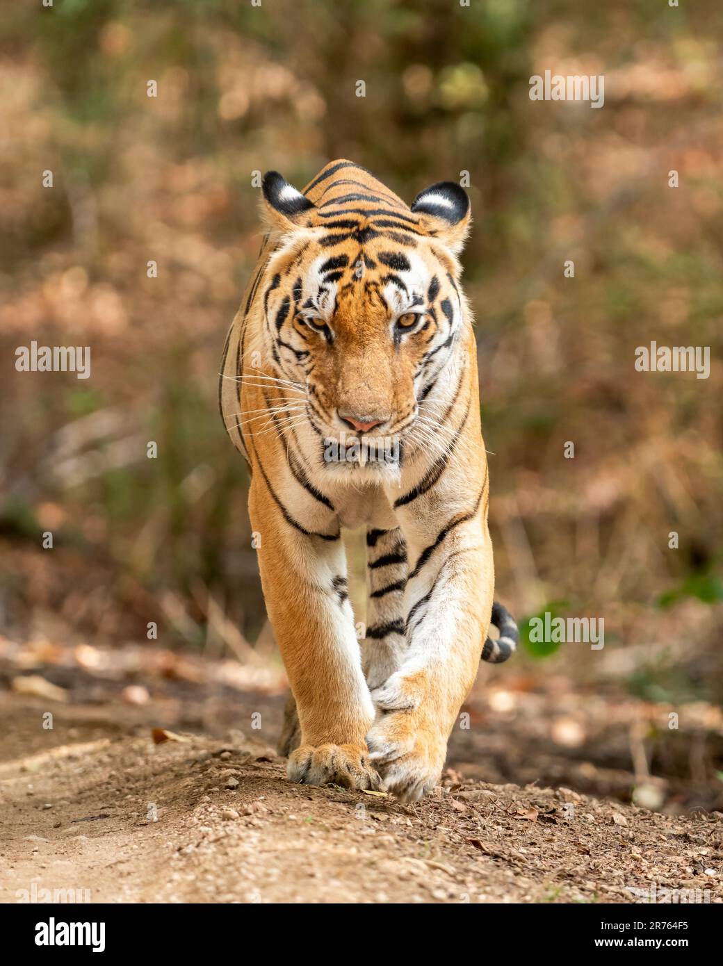 wild huge and large male bengal tiger or panthera tigris close up with ...