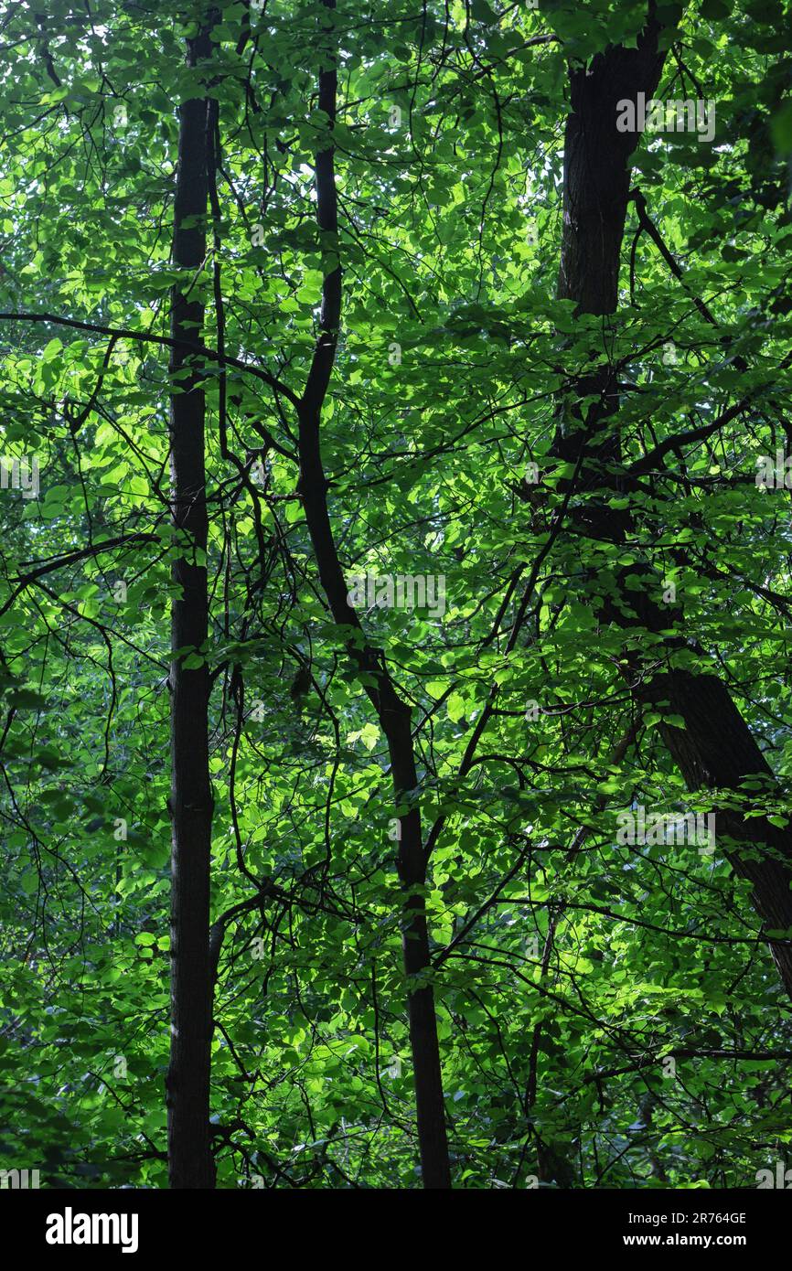 Real beauty thick green branches of trees in summer deep forest Stock ...