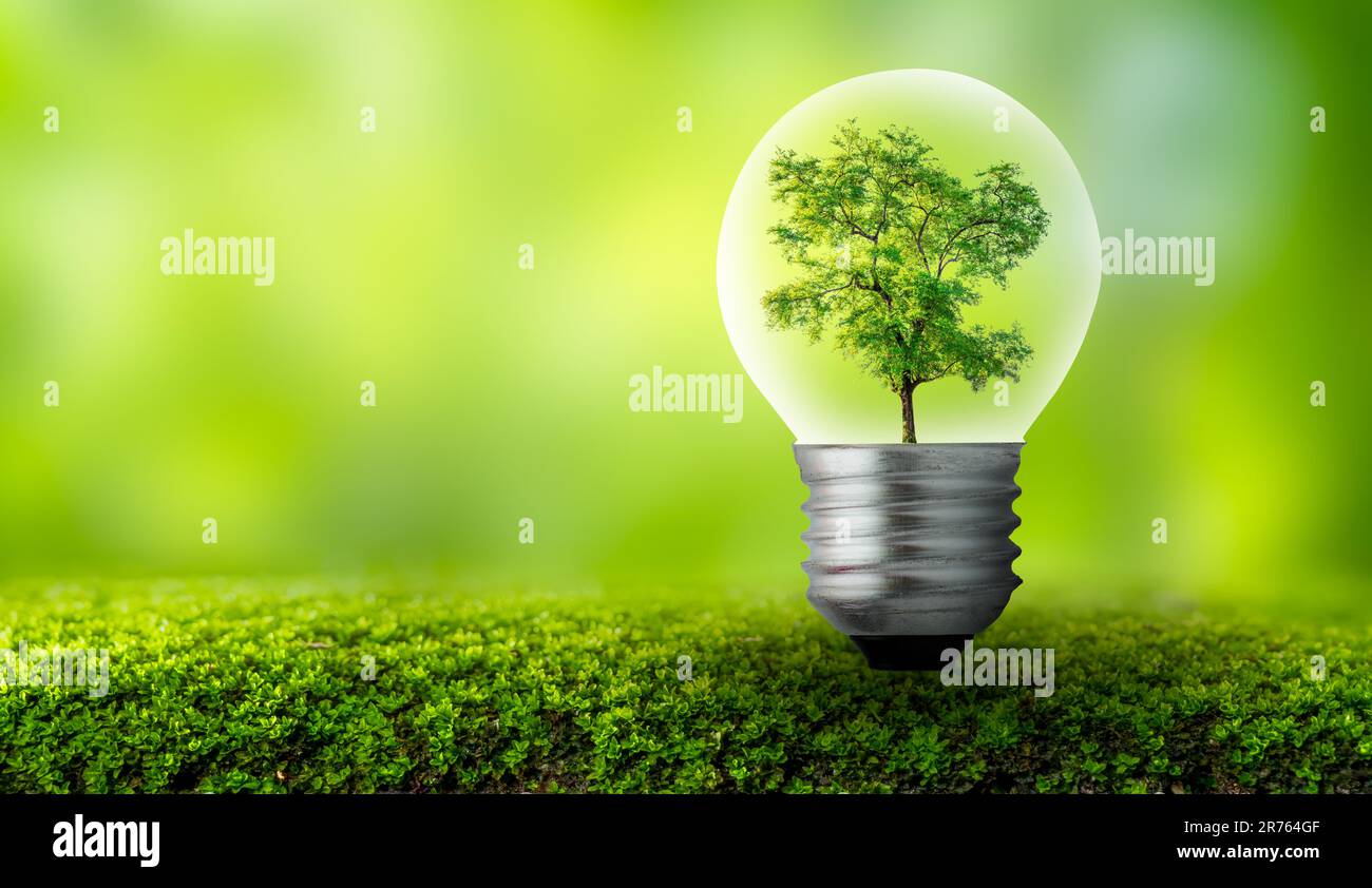 The bulb is located on the inside with leaves forest and the trees are ...