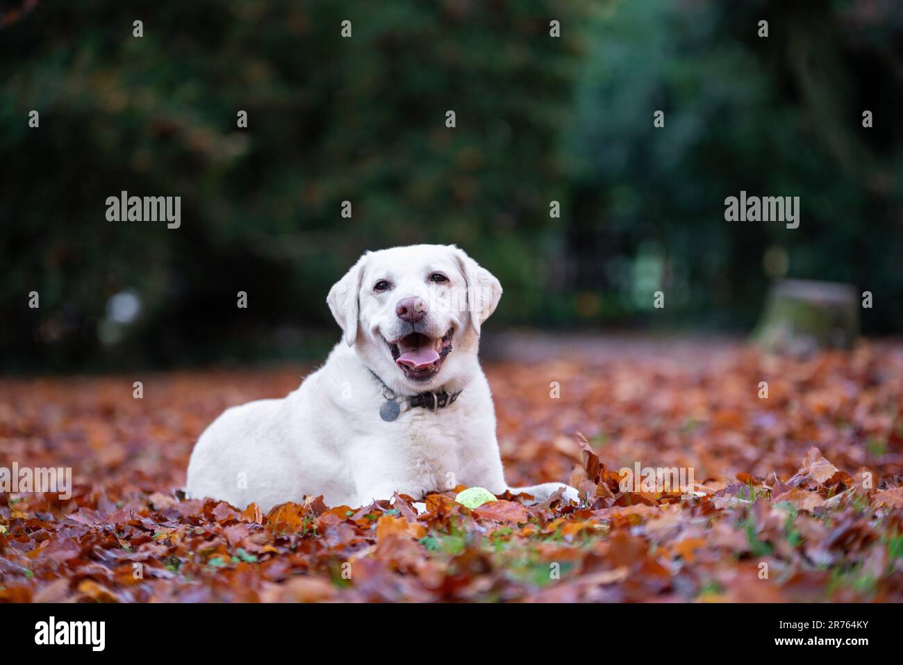 Purebred Labrador Retriever lying in fallen Autumn leaves Stock Photo ...