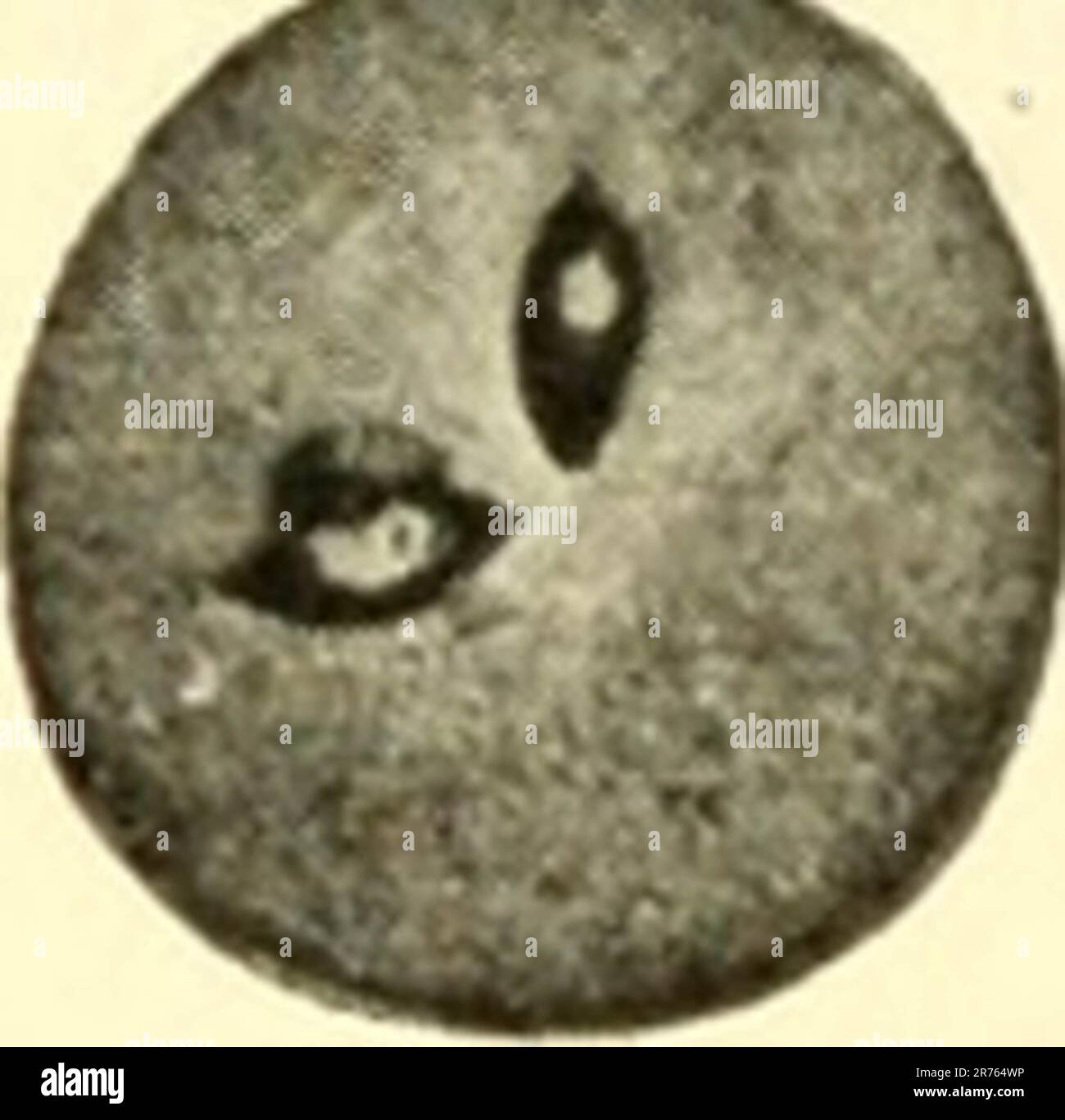 "Elements of Philippine agriculture" (1908 Stock Photo - Alamy