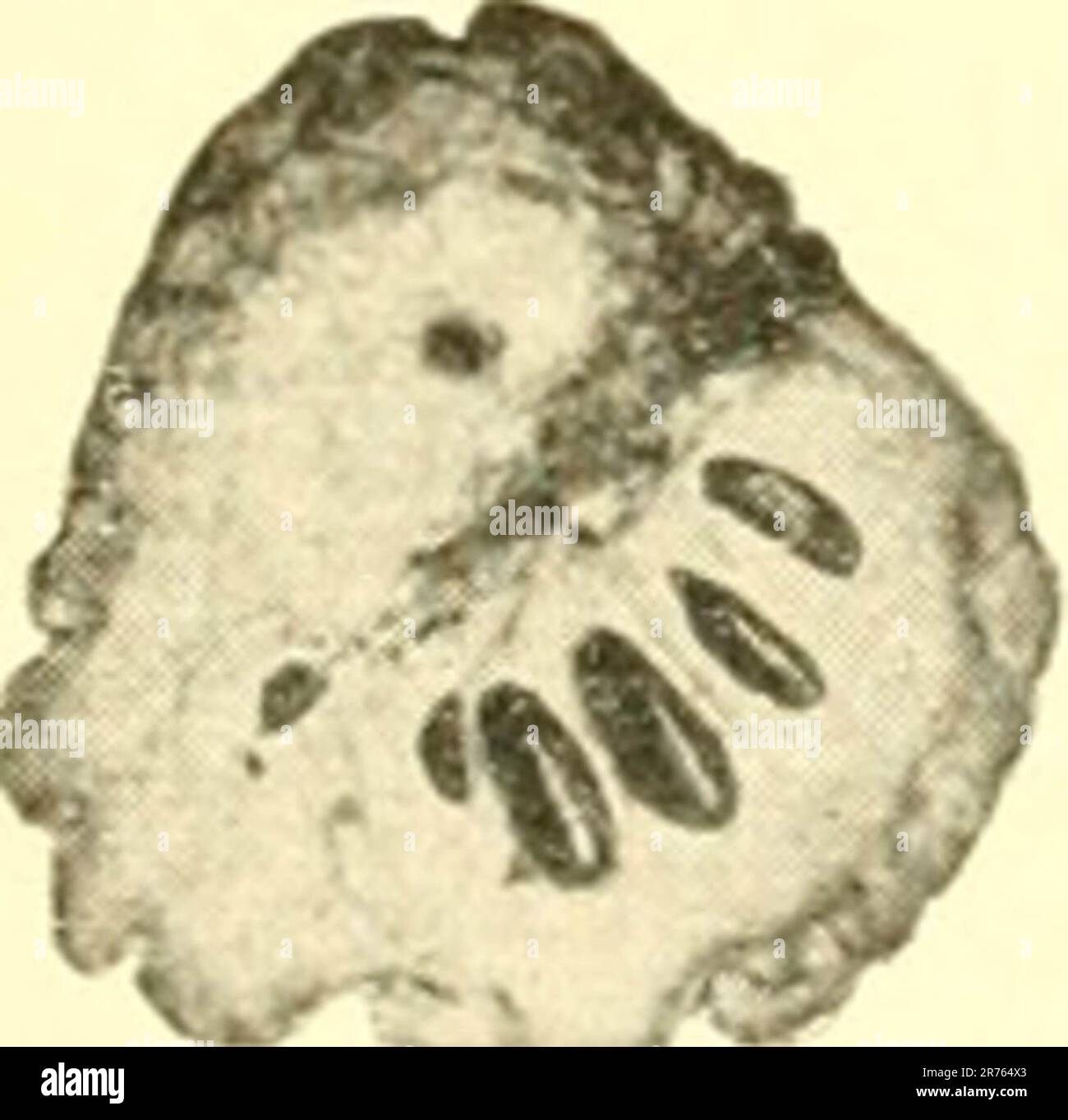 "Elements of Philippine agriculture" (1908 Stock Photo - Alamy