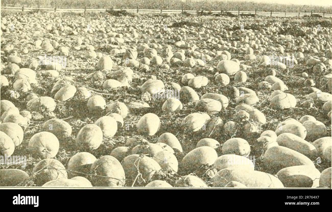 "Elements of Philippine agriculture" (1908 Stock Photo - Alamy