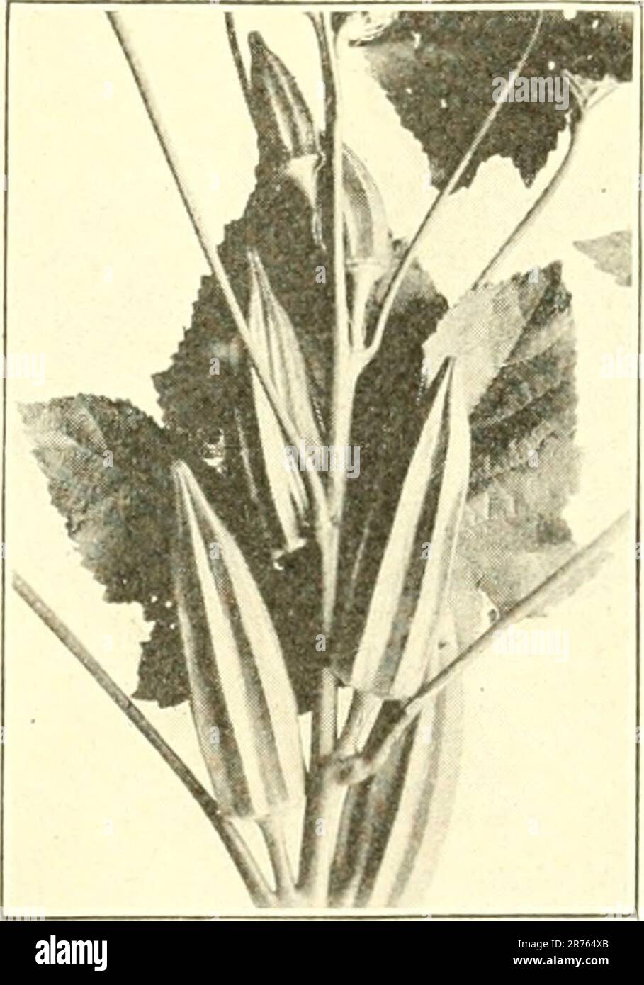 "Elements of Philippine agriculture" (1908 Stock Photo - Alamy