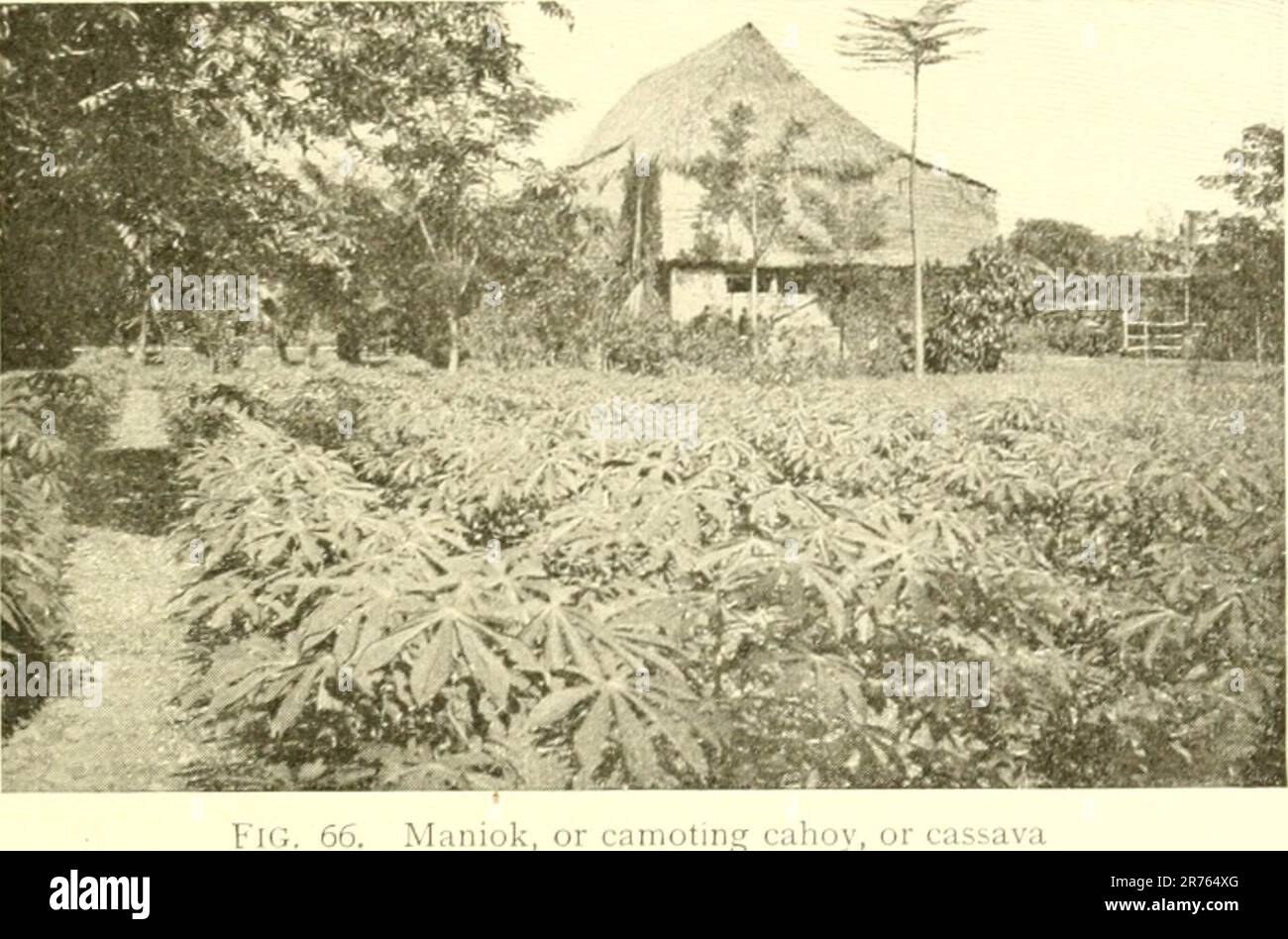 "Elements of Philippine agriculture" (1908 Stock Photo - Alamy
