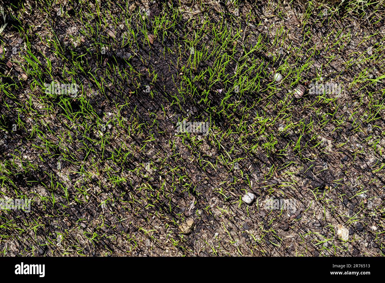 Sown grass hi-res stock photography and images - Alamy