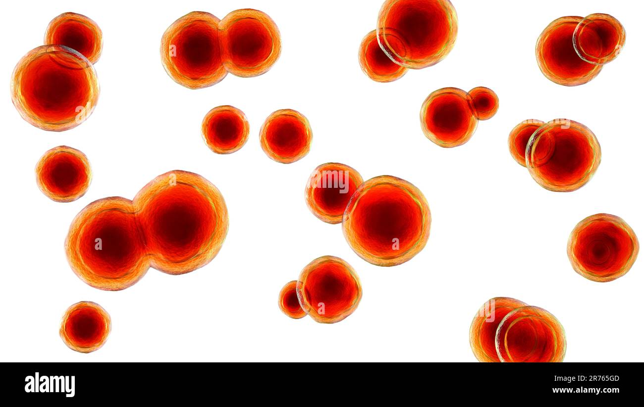 Blastomyces dermatitis fungus, yeast form, computer illustration. This ...