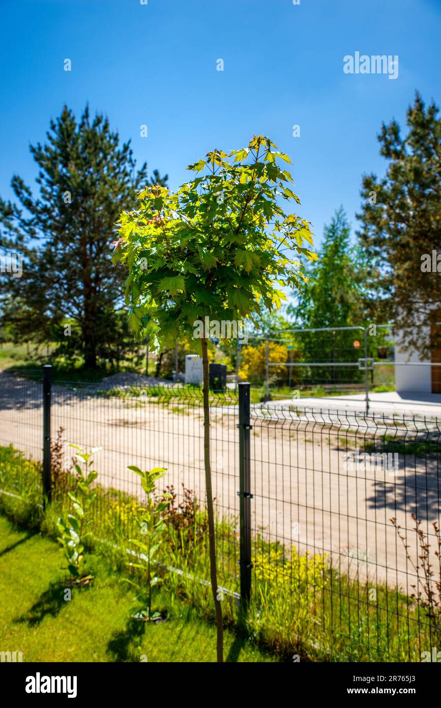 Ball maple tree hi-res stock photography and images - Alamy