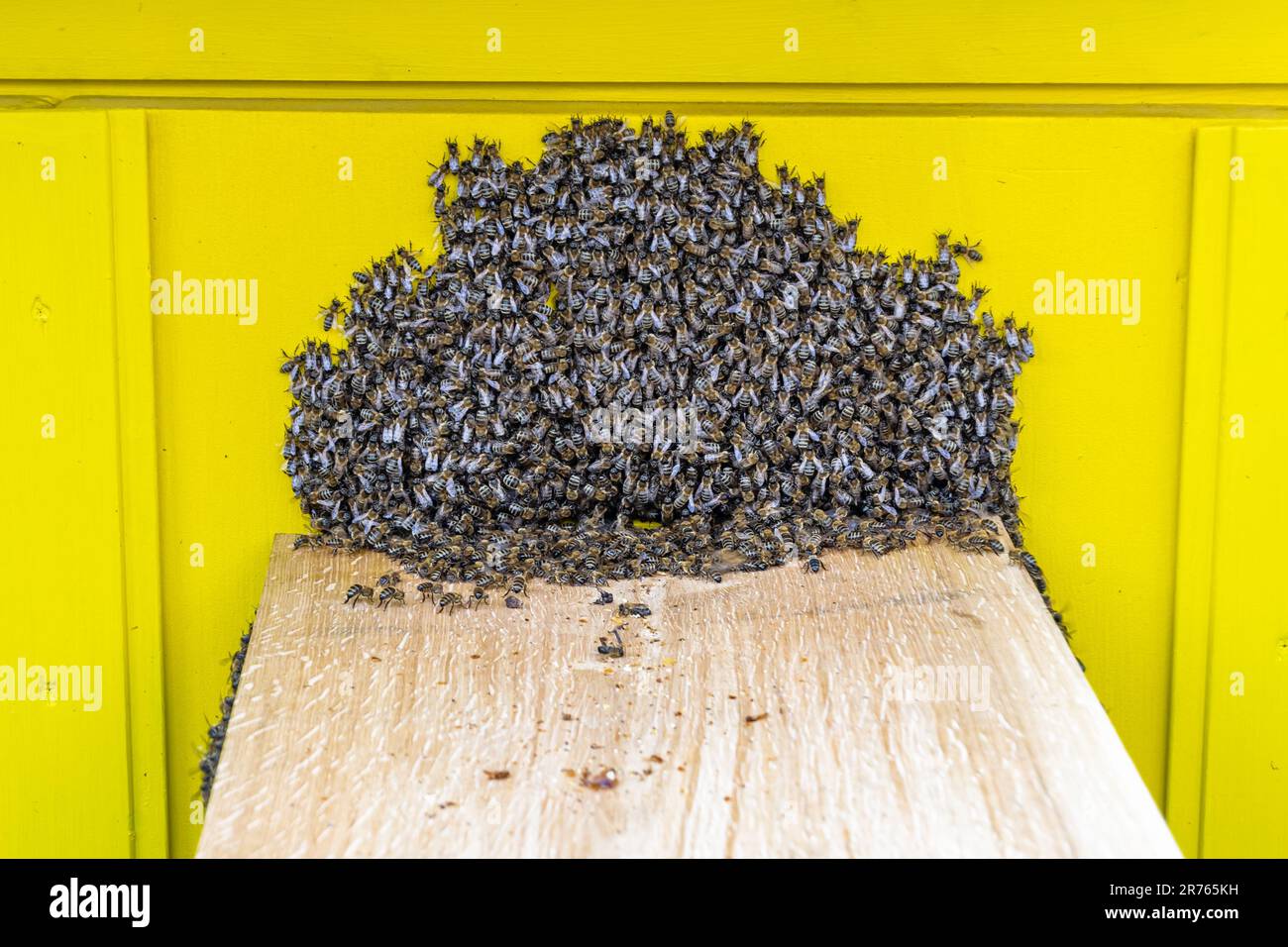 Winged bee slowly flies to beehive collect nectar on private apiary ...