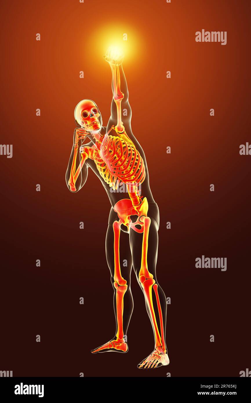 Anatomy of a boxer, computer illustration. Human male body in boxing ...