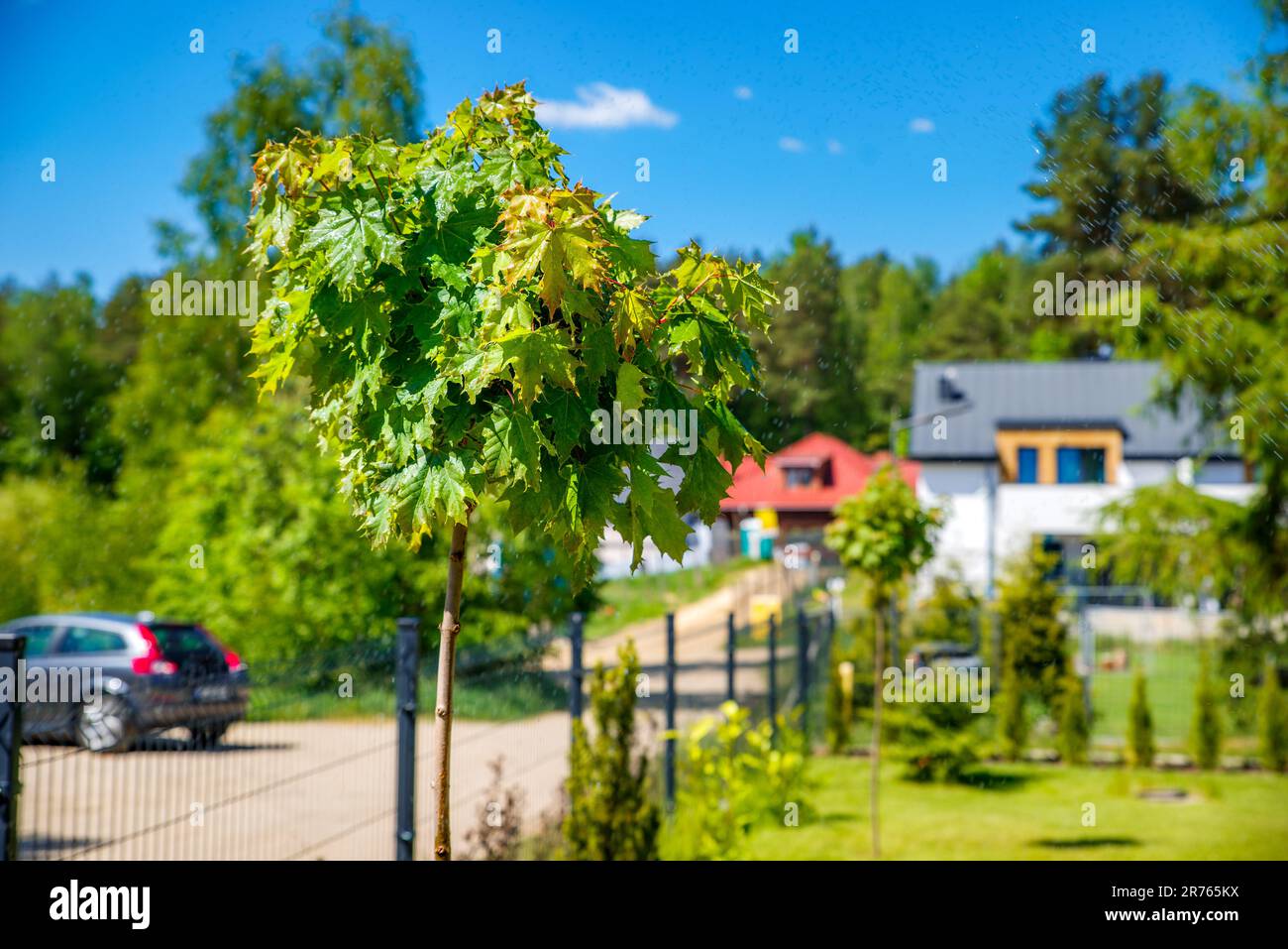 Ball maple tree hi-res stock photography and images - Alamy