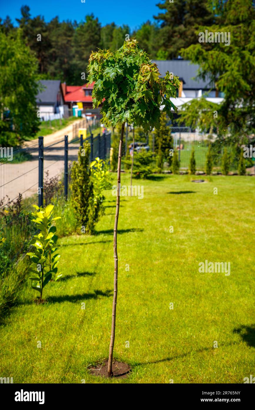 Ball maple tree hi-res stock photography and images - Alamy