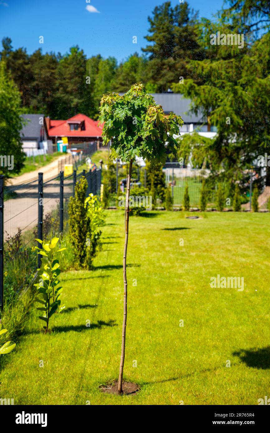 Ball maple tree hi-res stock photography and images - Alamy
