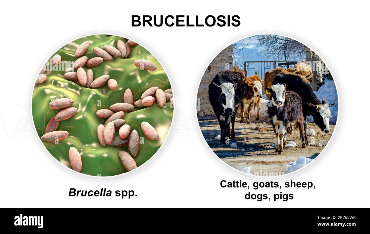 Brucellosis, illustration. Illustration of bacteria Brucella and photo of a cow. Brucella ...