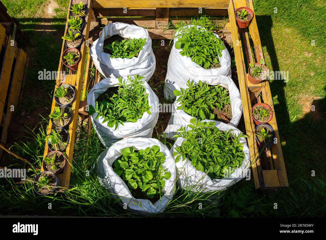 Grow potatoes in pot hi-res stock photography and images - Alamy