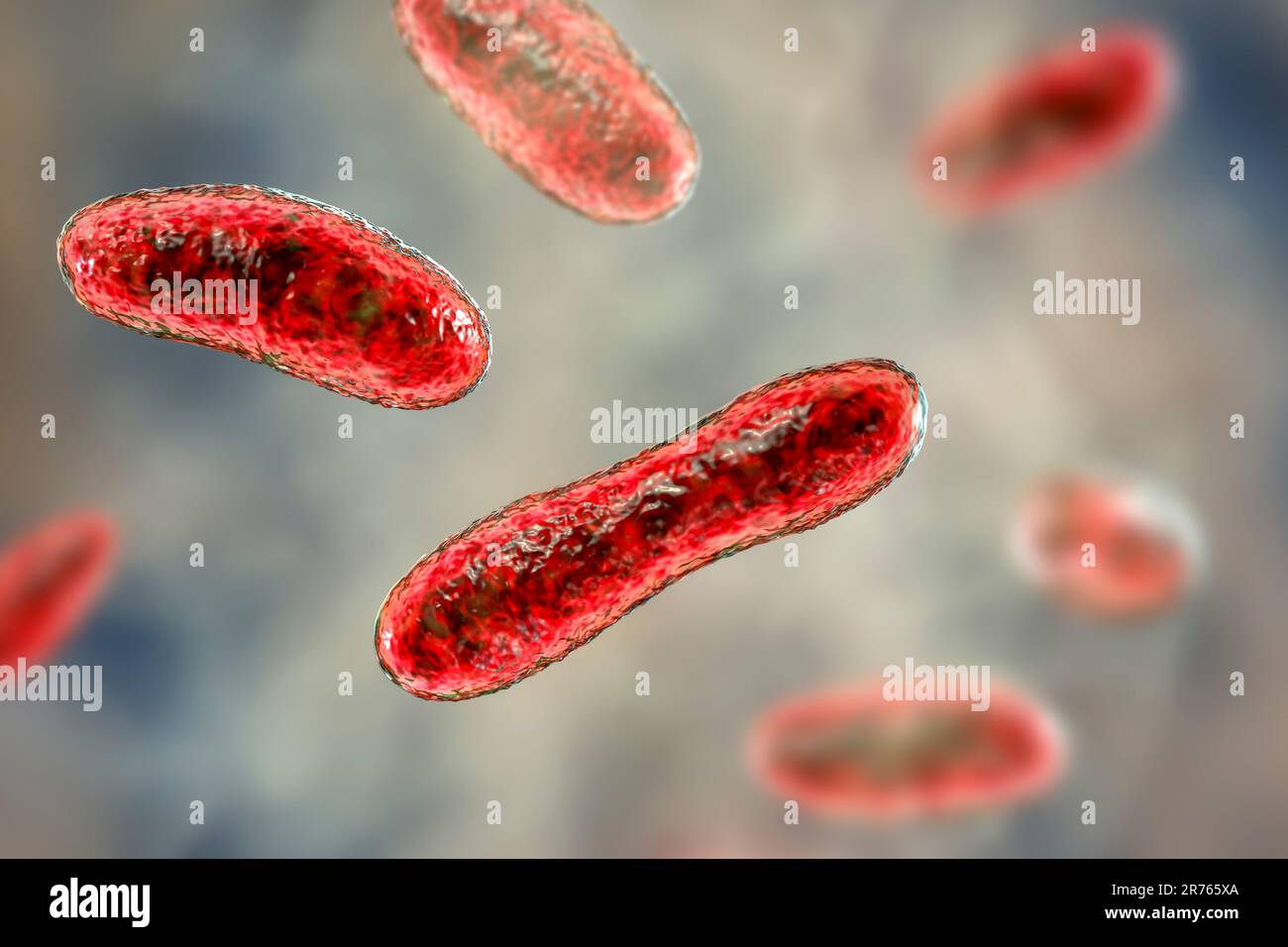 Q fever bacteria (Coxiella burnetii), computer illustration. Coxiella ...