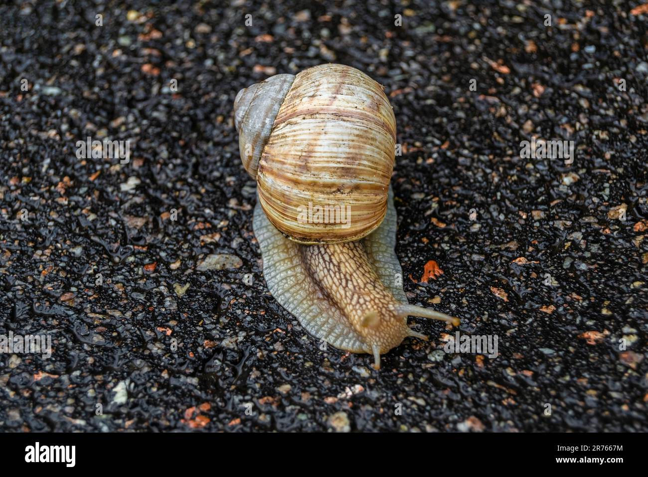 Big garden snail in shell crawling on wet road hurry home, snail Helix ...
