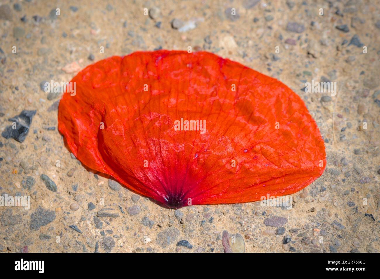 a fallen red leaf of a poppie in a stoned sandy floor Stock Photo - Alamy