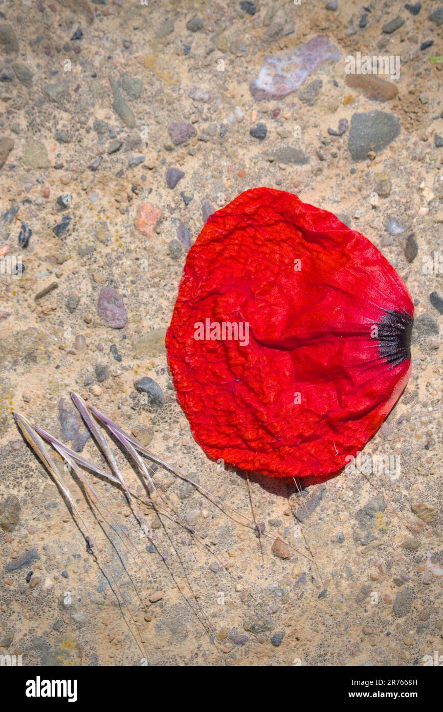 Poppie graphic hi-res stock photography and images - Alamy