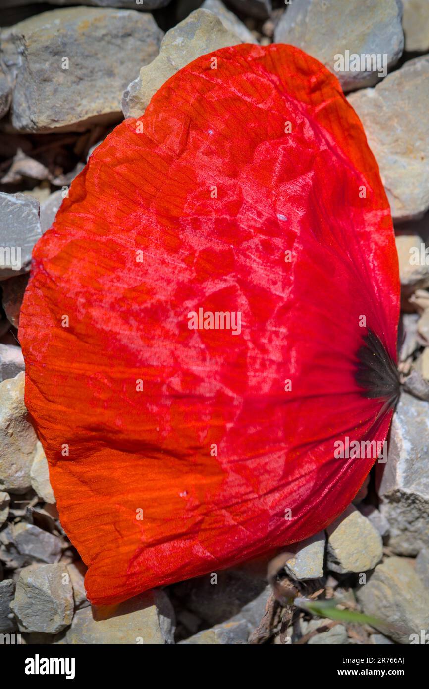 Poppie graphic hi-res stock photography and images - Alamy