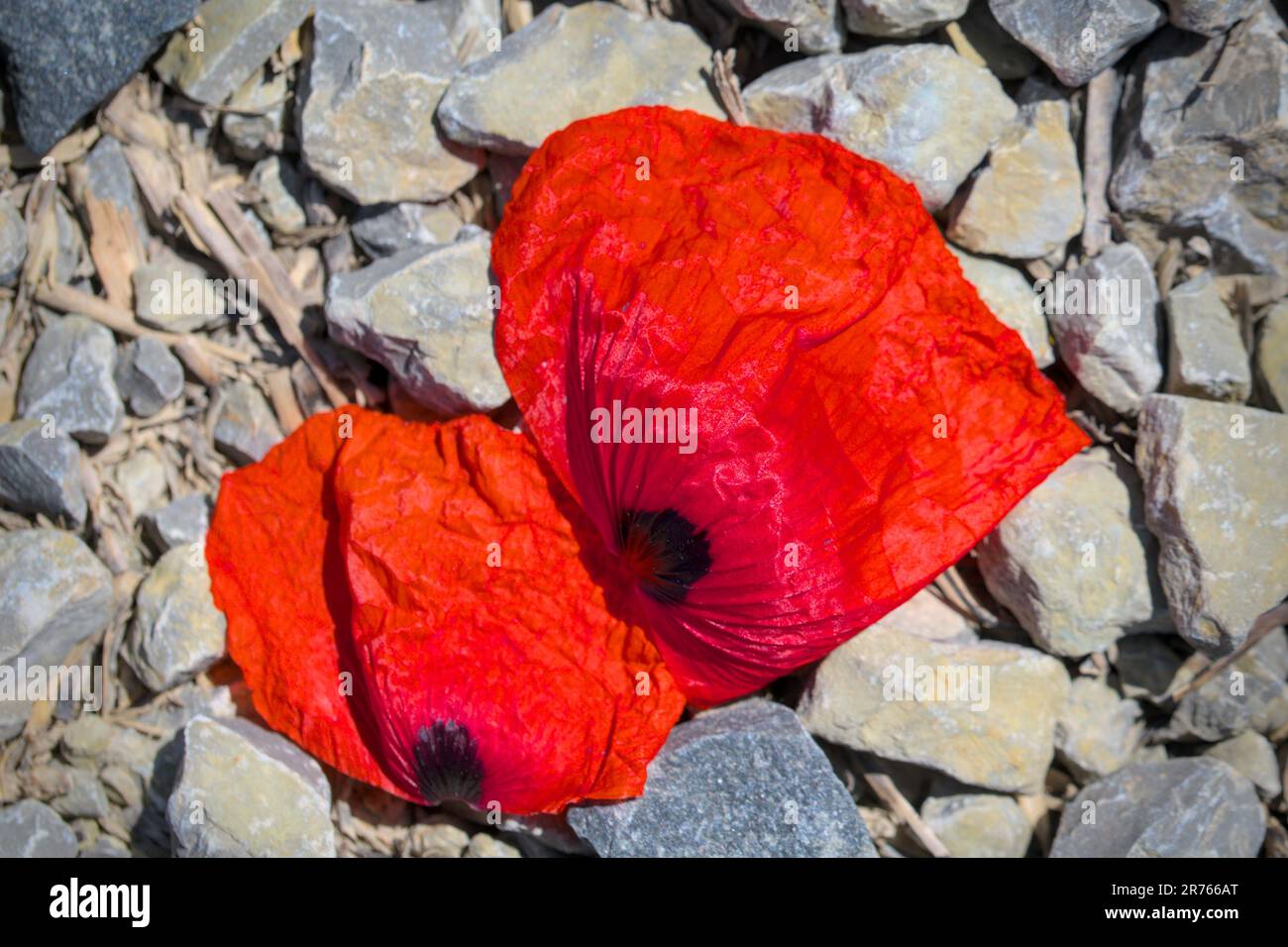 two fallen red leafs of a poppie in a stoned sandy floor Stock Photo ...