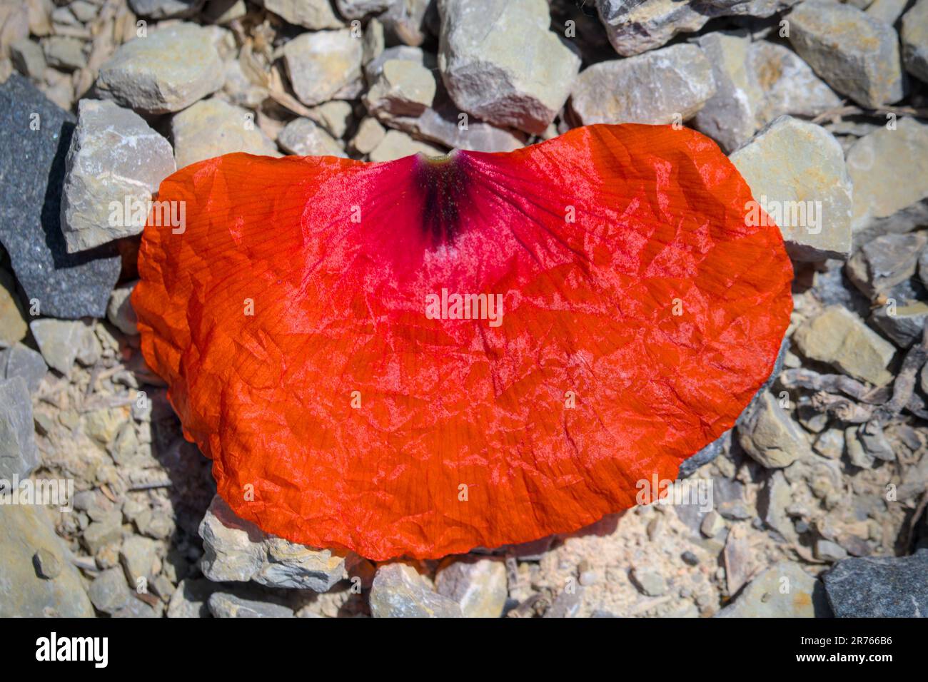 a fallen red leaf of a poppie in a stoned sandy floor Stock Photo - Alamy