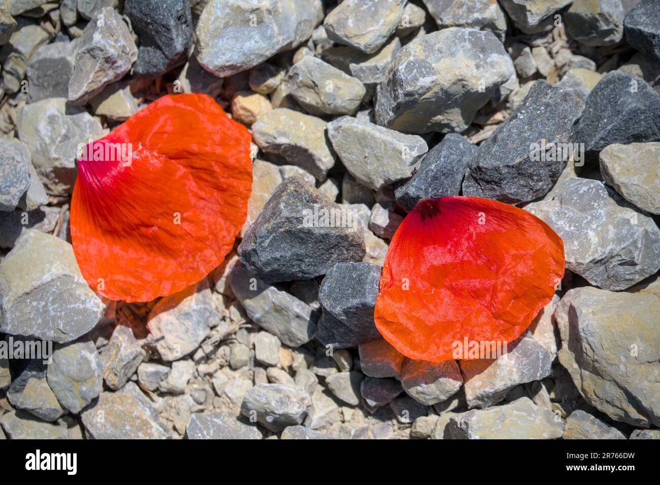 two fallen red leafs of a poppie in a stoned sandy floor Stock Photo ...