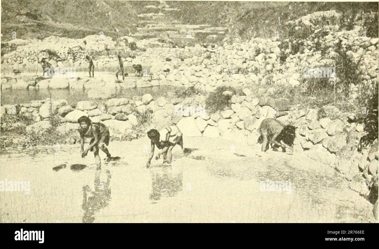 "Elements of Philippine agriculture" (1908 Stock Photo - Alamy