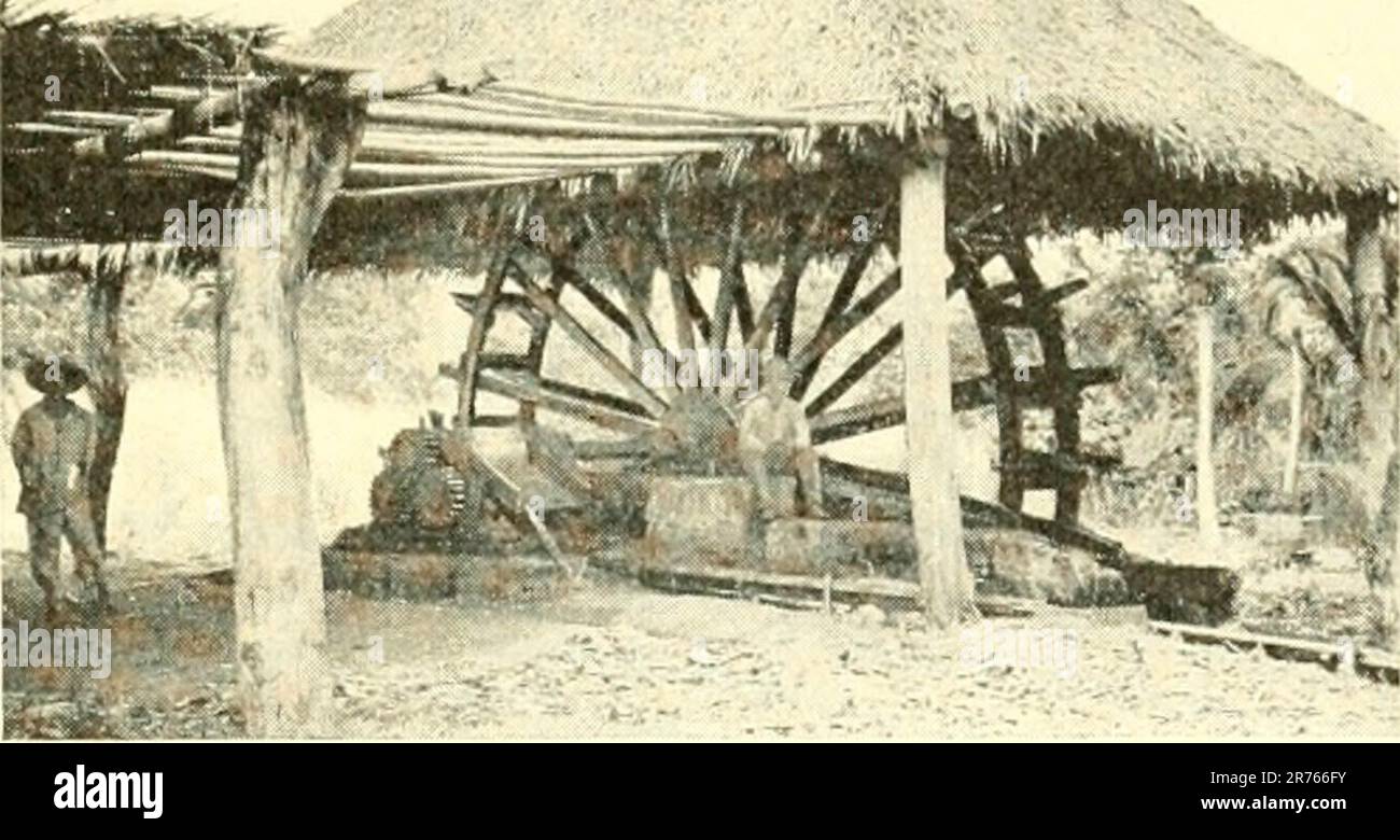 "Elements of Philippine agriculture" (1908 Stock Photo - Alamy