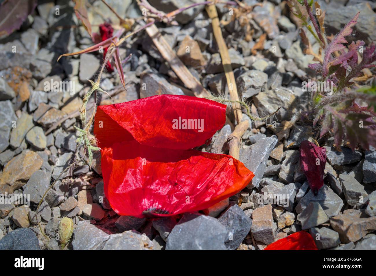 Poppie graphic hi-res stock photography and images - Alamy