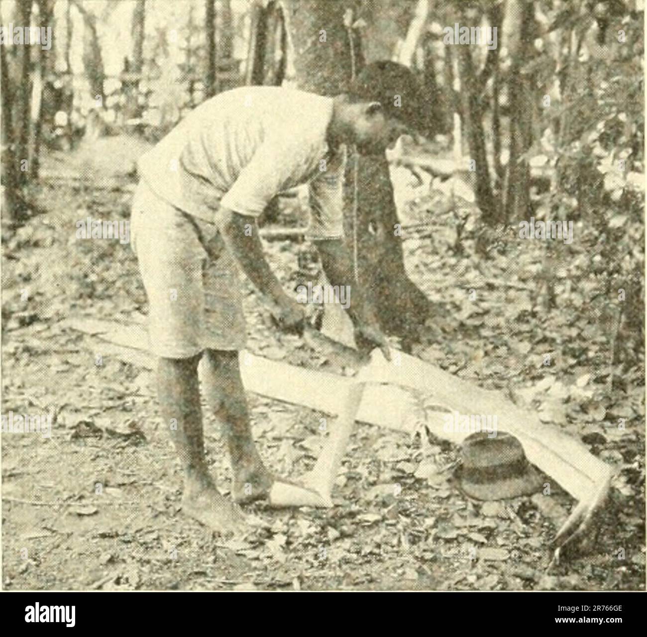 "Elements of Philippine agriculture" (1908 Stock Photo - Alamy