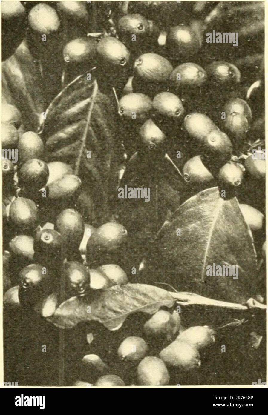 "Elements of Philippine agriculture" (1908 Stock Photo - Alamy