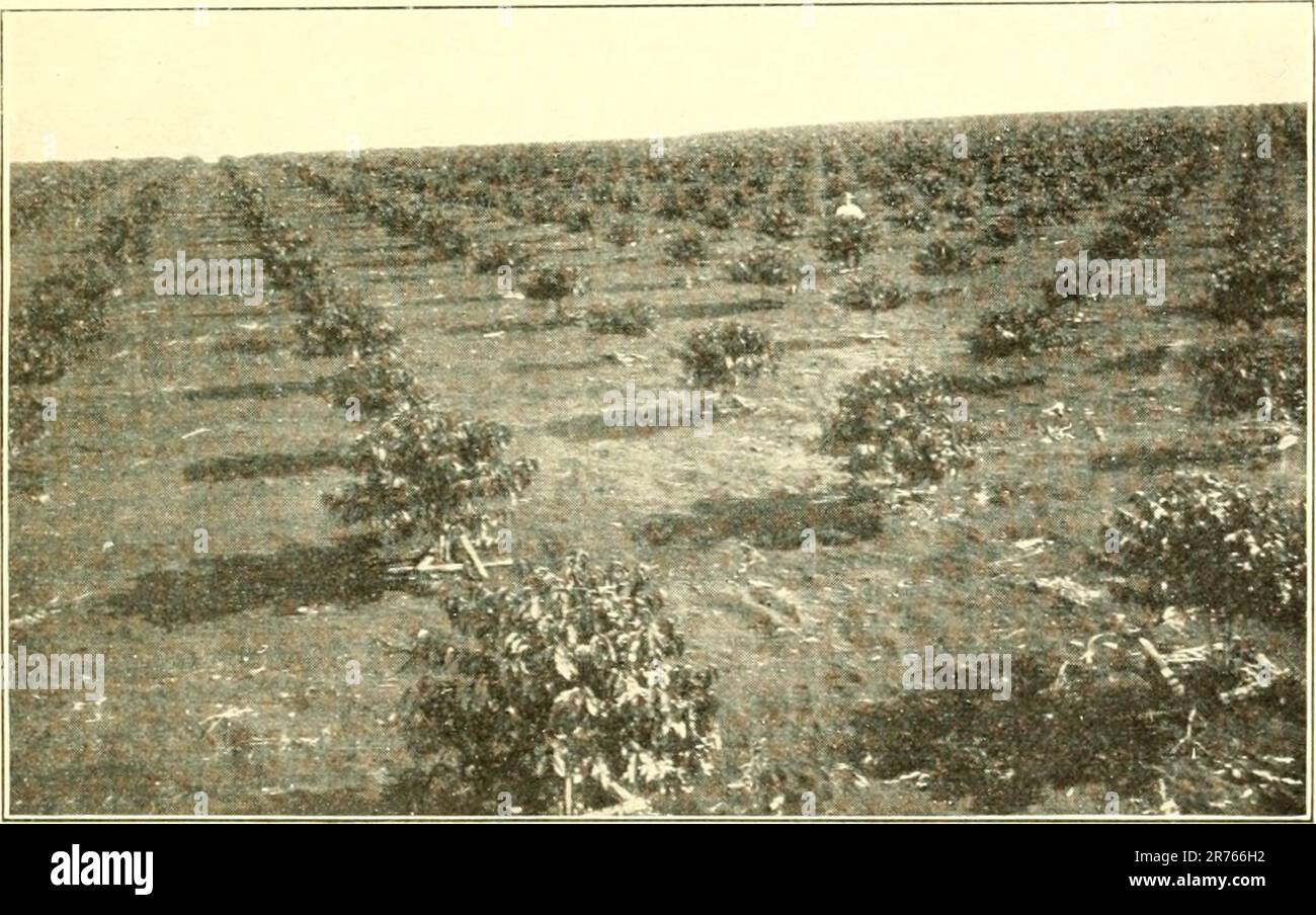 "Elements of Philippine agriculture" (1908 Stock Photo - Alamy