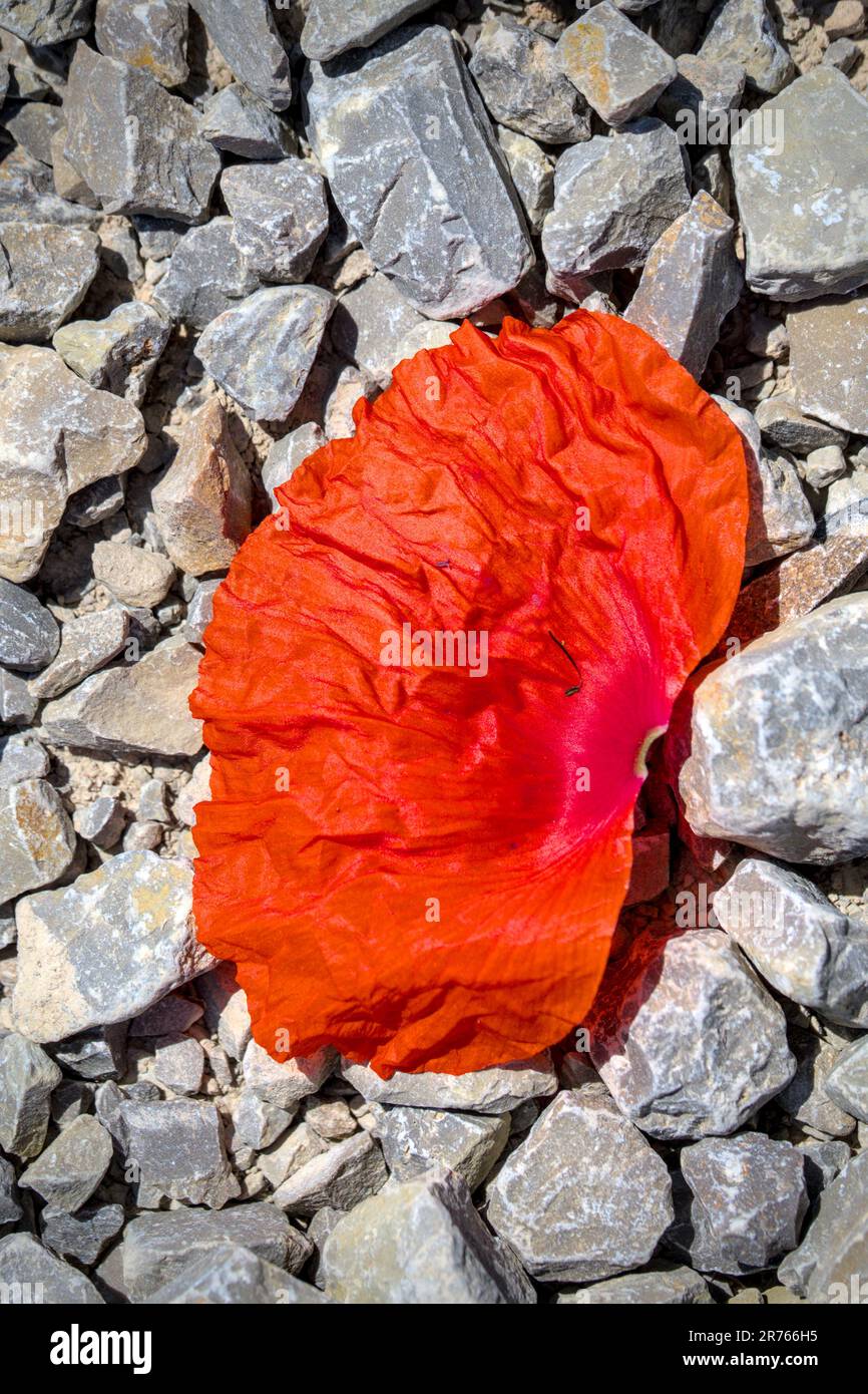 Poppie graphic hi-res stock photography and images - Alamy