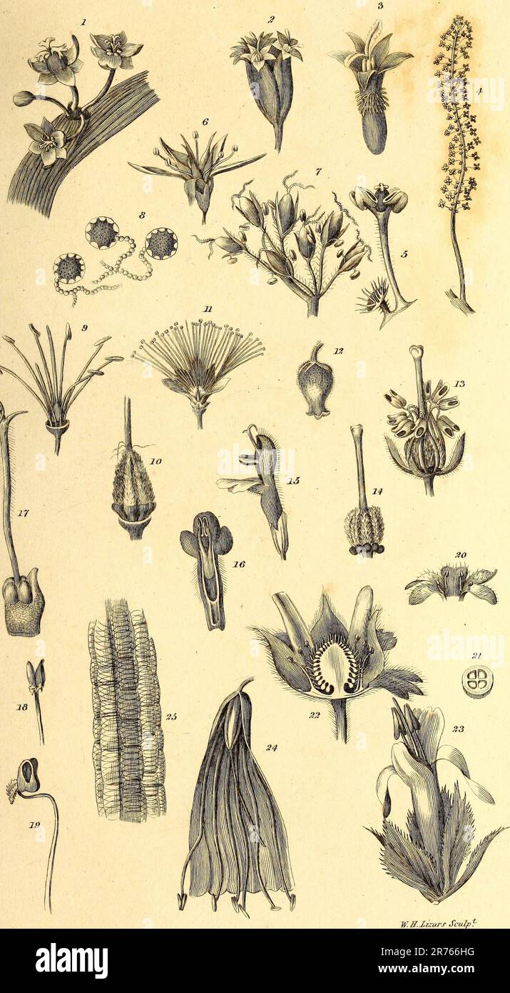 Elements of the philosophy of plants : containing the principles of ...