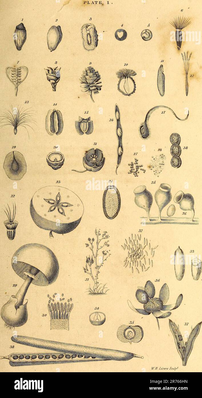 Elements of the philosophy of plants : containing the principles of ...