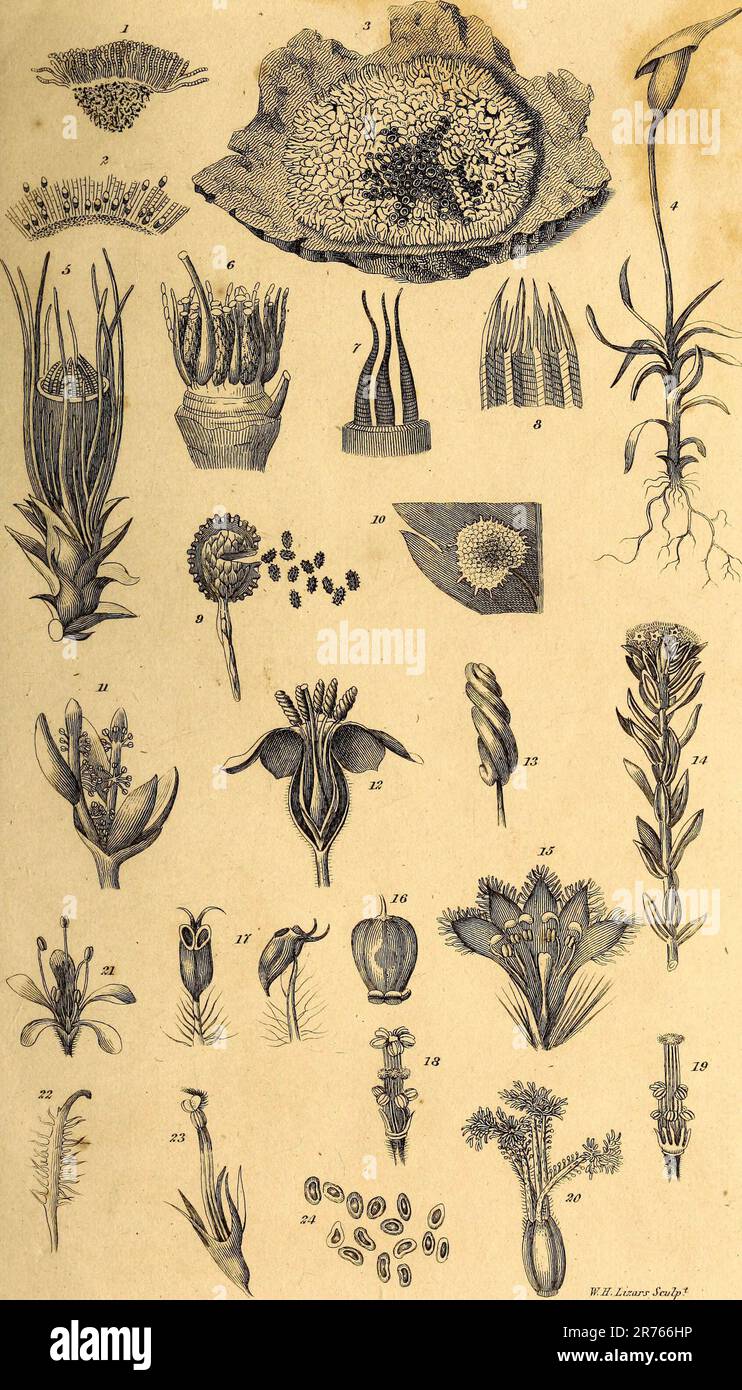 Elements of the philosophy of plants : containing the principles of ...