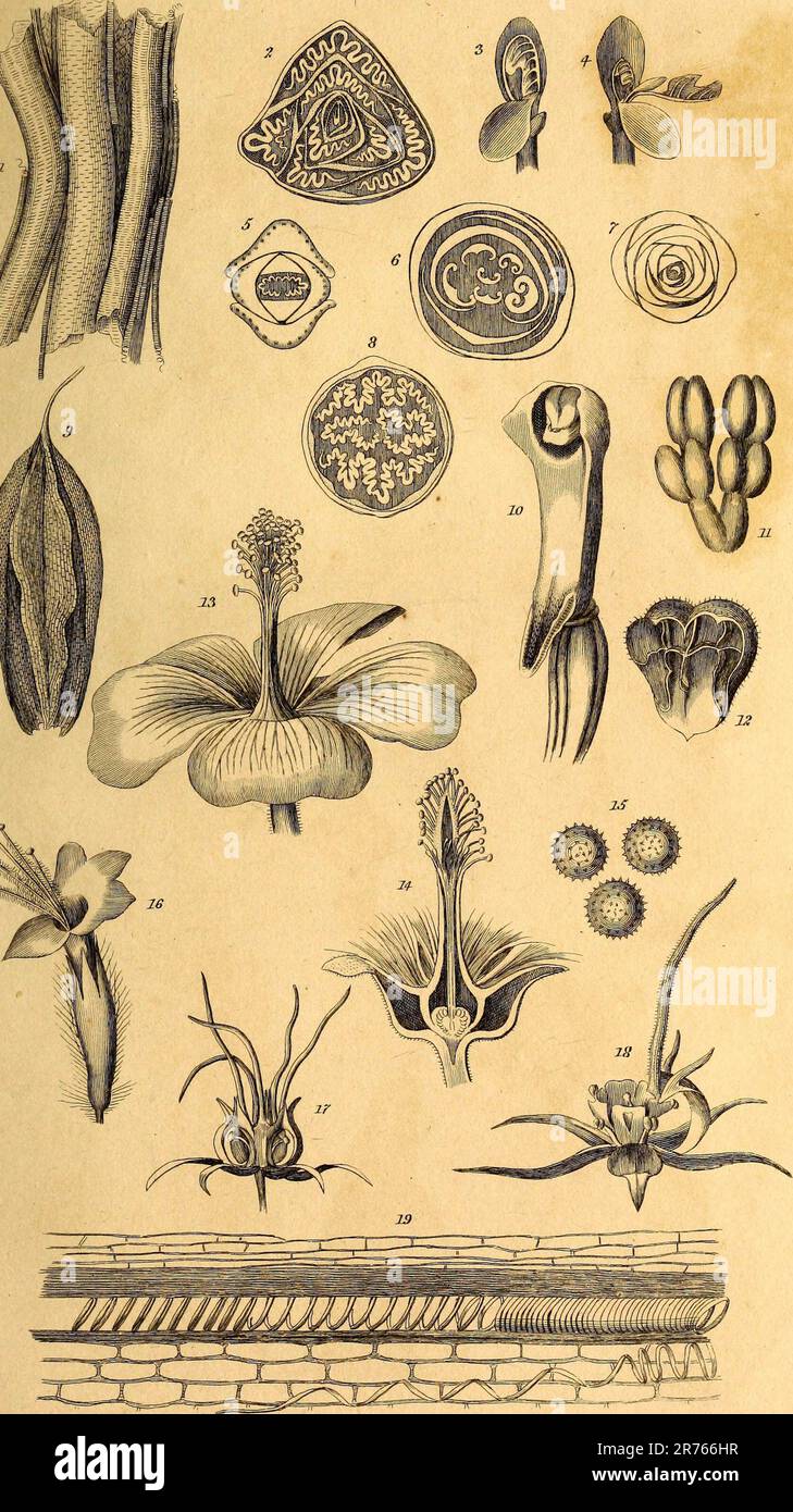 Elements of the philosophy of plants : containing the principles of ...