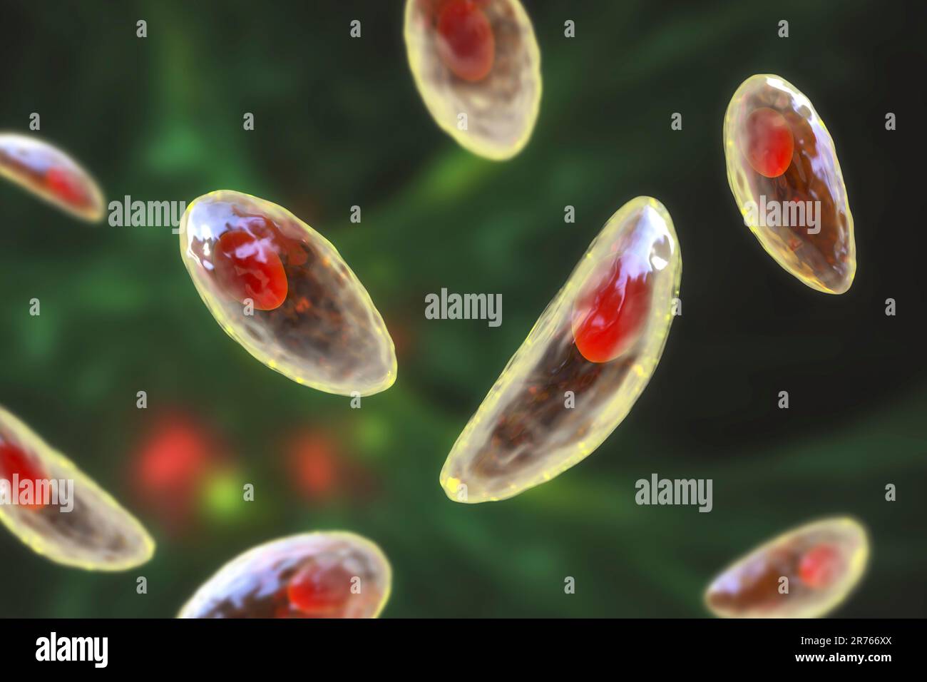 Toxoplasma gondii, illustration. T. gondii is a species of parasitic ...