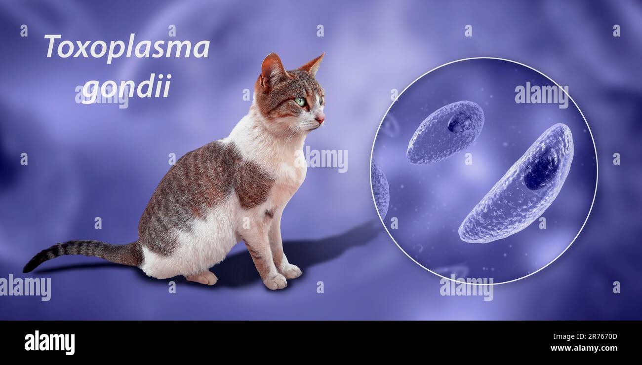 Parasitic protozoans Toxoplasma gondii, the causative agent of ...