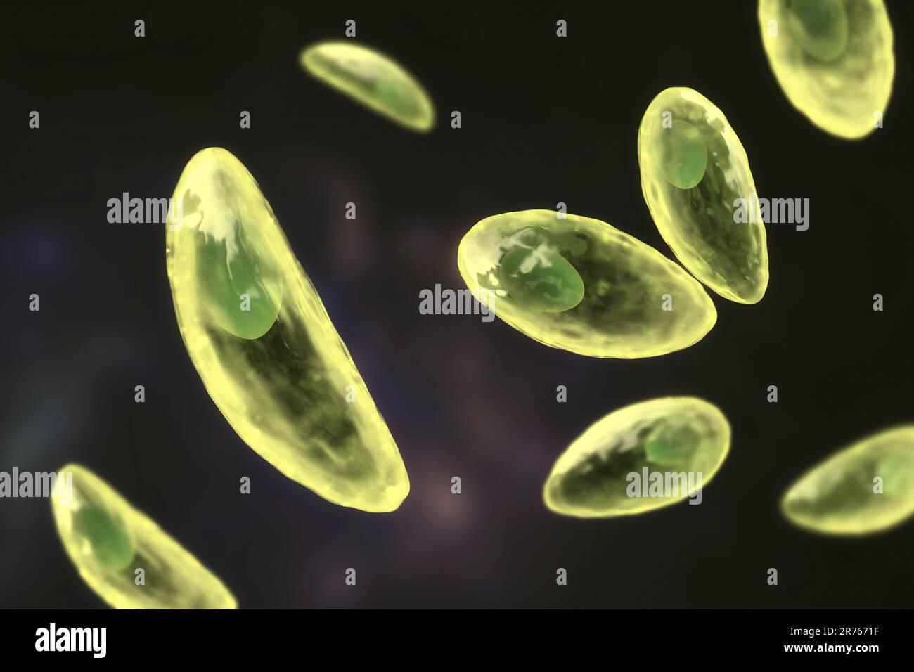 Toxoplasma gondii, illustration. T. gondii is a species of parasitic ...