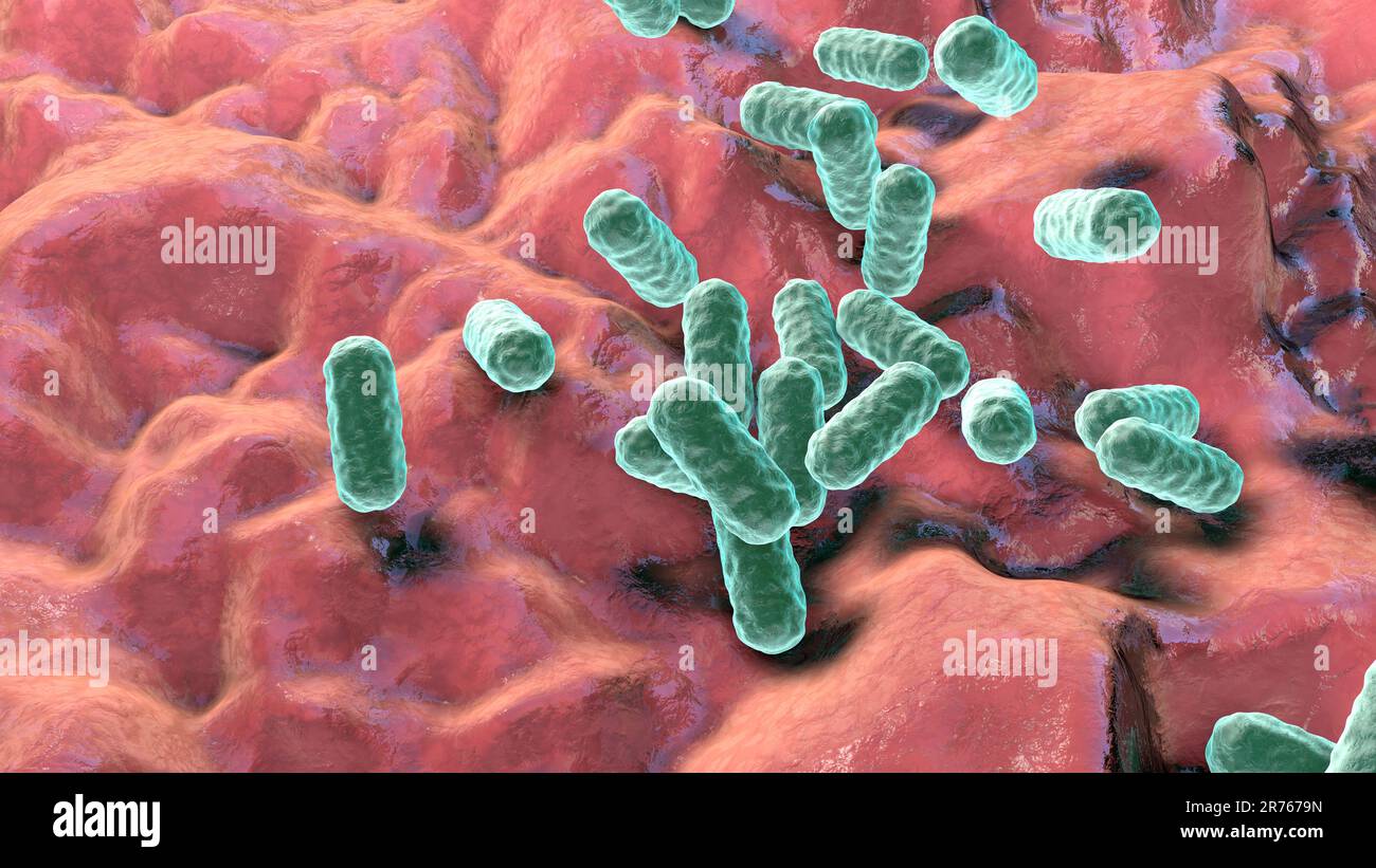Gram Negative Bacilli