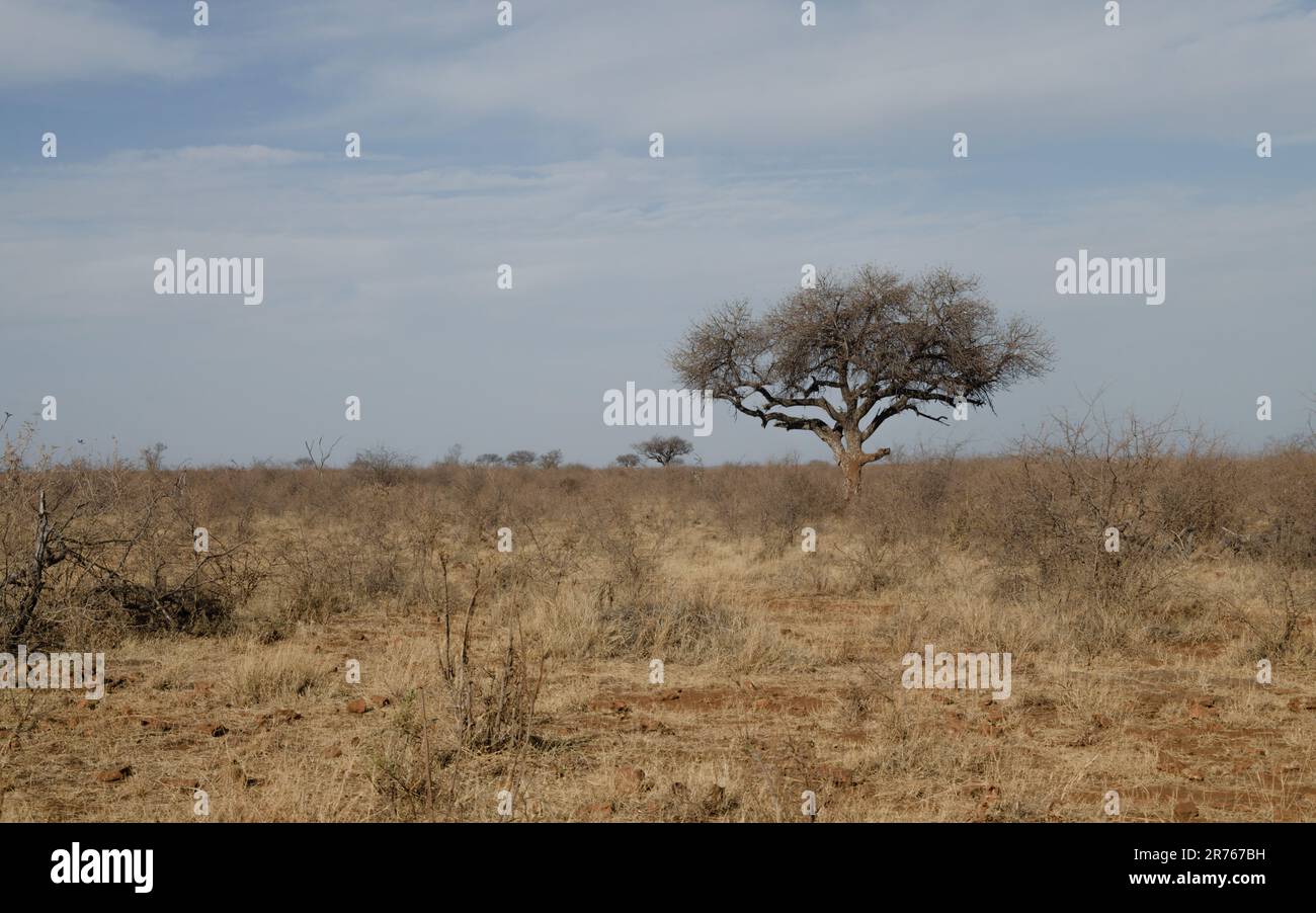 Majestic Amarula Tree in the South African Savanna: Symbol of Abundance ...