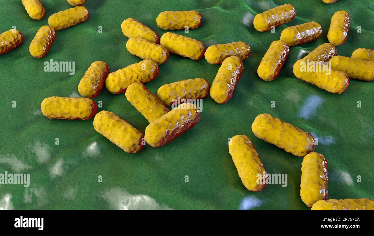 Enterobacter sp. bacteria, computer illustration. These are Gram ...