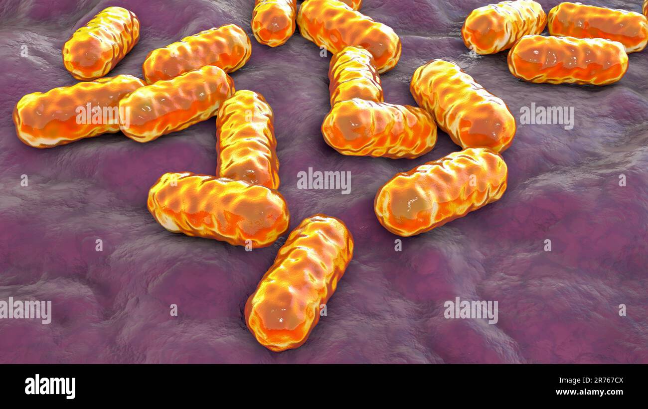 Enterobacter sp. bacteria, computer illustration. These are Gram ...