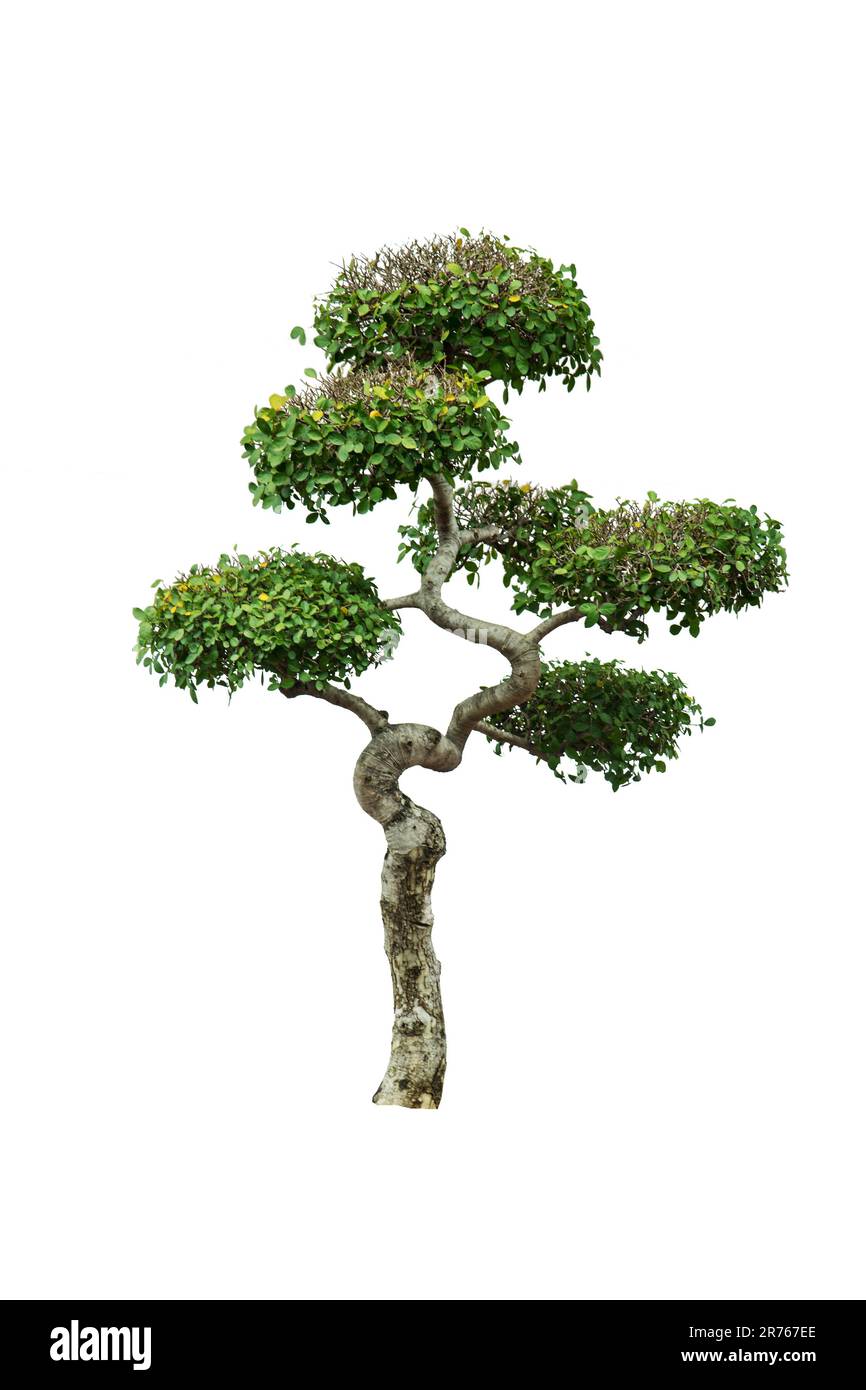 Dwarf tree isolated on white background Stock Photo - Alamy
