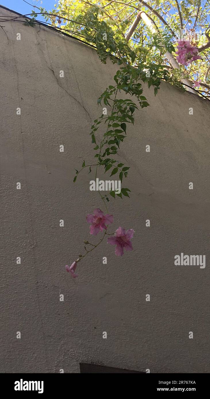 pink flowers of a creeper Stock Photo - Alamy